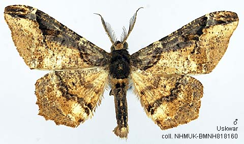 Papua Insects Foundation (Lepidoptera/Geometridae(Ennominae)/Hyposidra ...